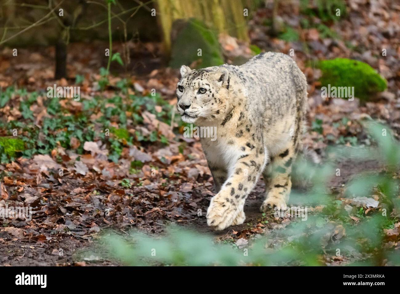 Snow leopard (Panthera uncia) sneaking through the forest, captive ...