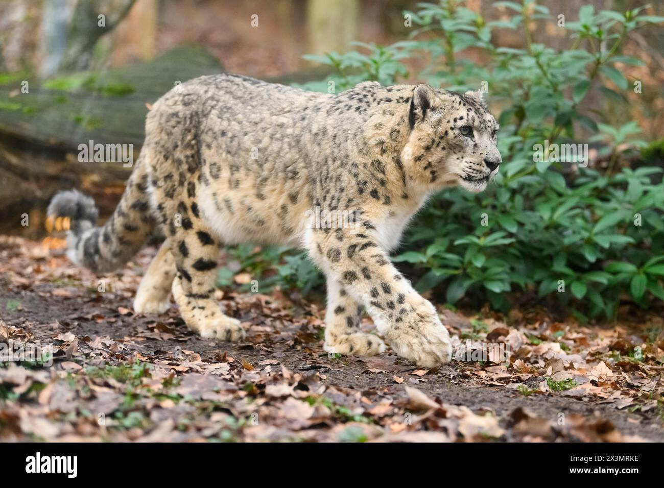 Snow leopard (Panthera uncia) sneaking through the forest, captive ...