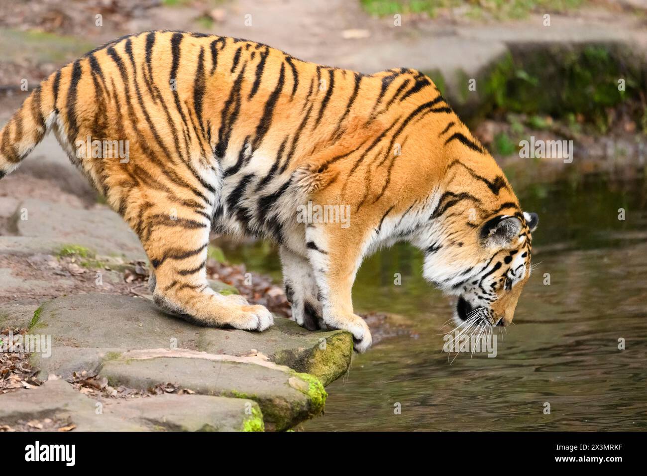 Siberian tiger or Amur tiger (Panthera tigris altaica) standing at the ...