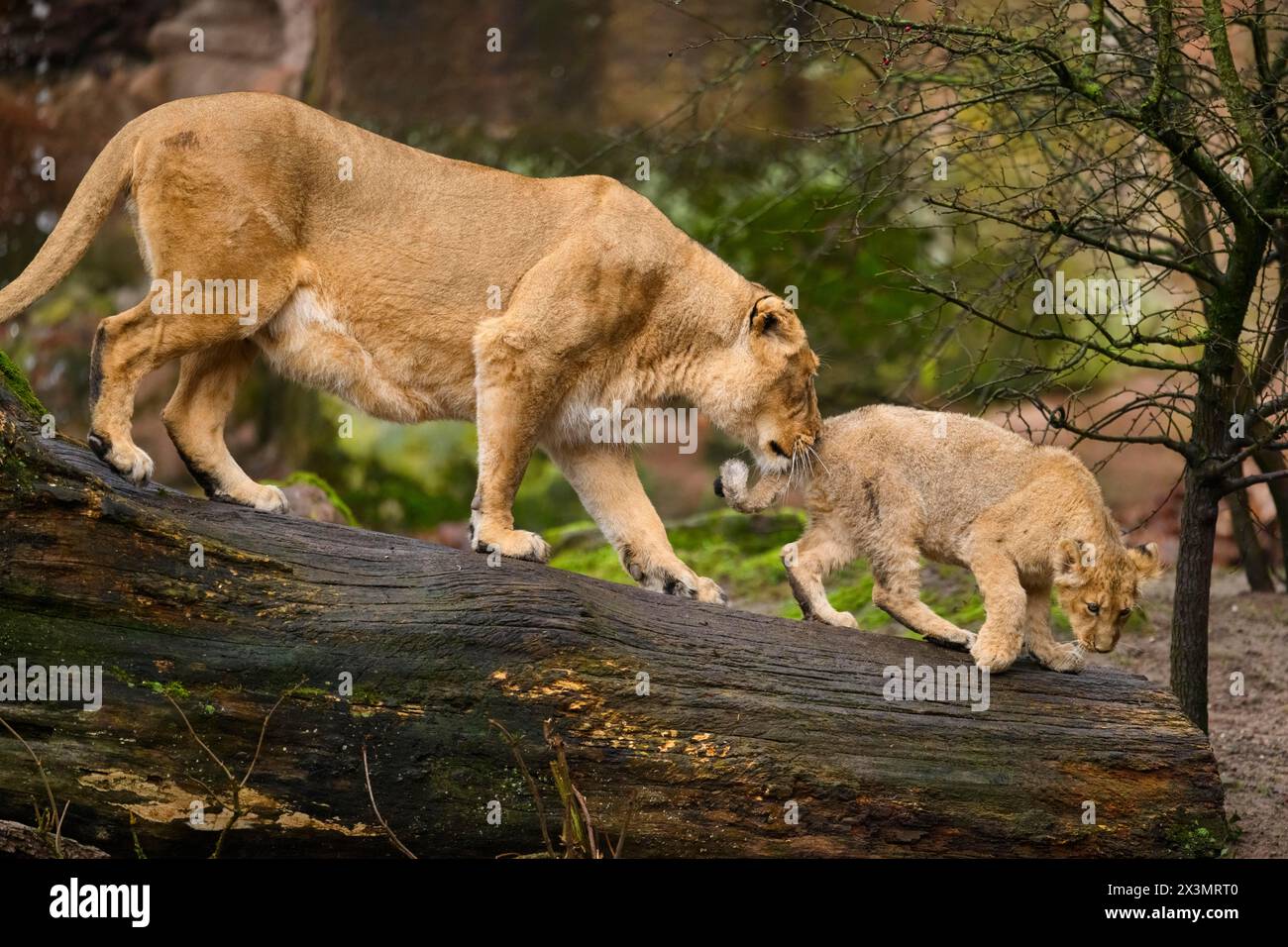 Asiatic lion (Panthera leo persica) lioness with her cub, captive ...