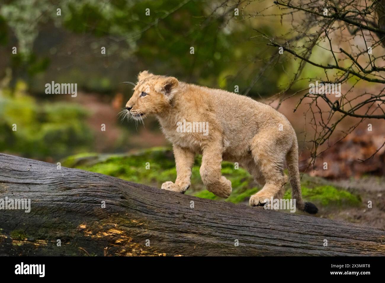 Asiatic lion (Panthera leo persica) cub climbing on a tree trunk ...