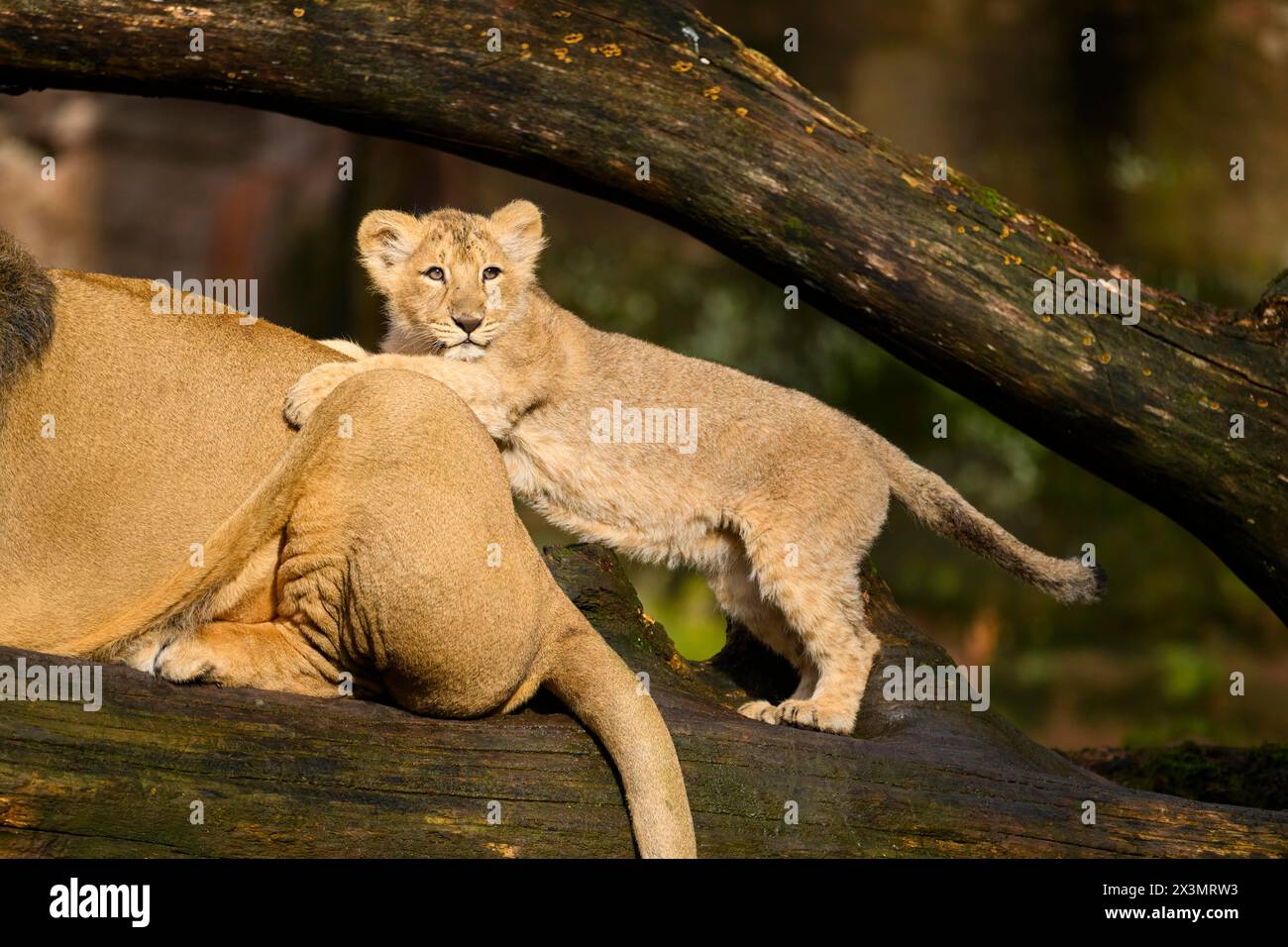 Asiatic lion (Panthera leo persica) cub climbing on a tree trunk ...