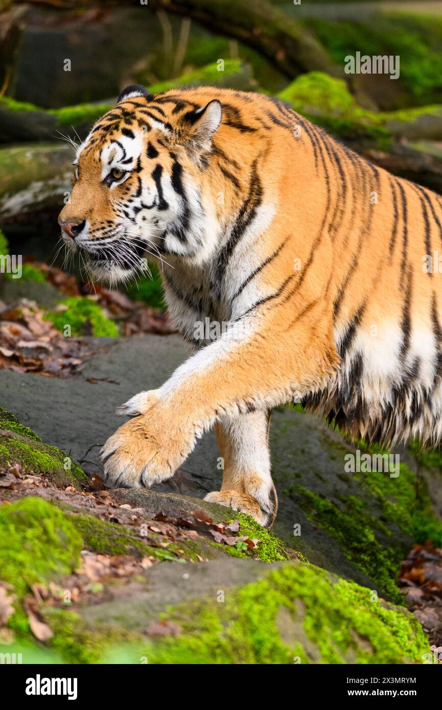 Siberian tiger or Amur tiger (Panthera tigris altaica) sneaking through ...