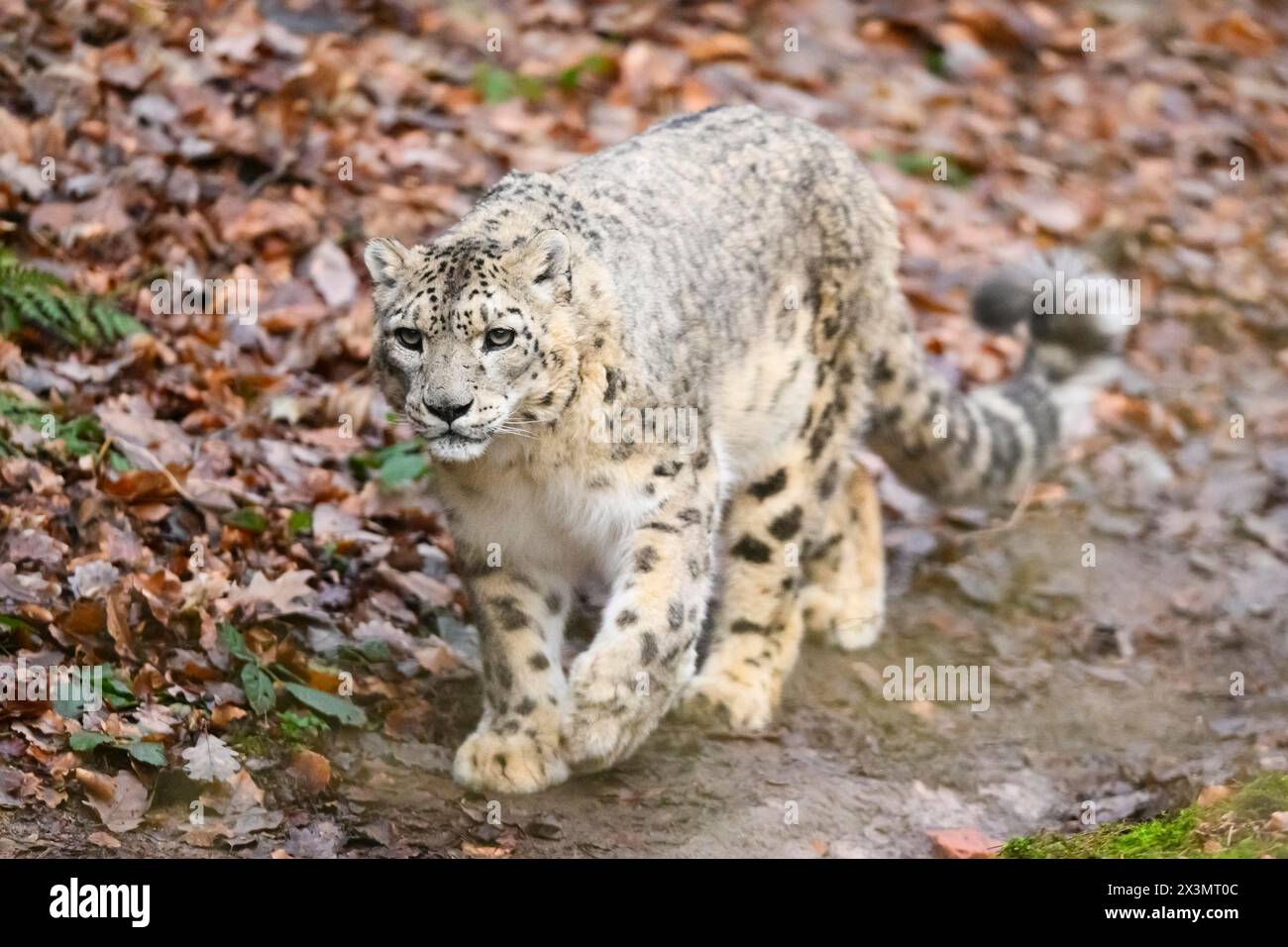 Snow leopard (Panthera uncia) sneaking through the forest, captive ...