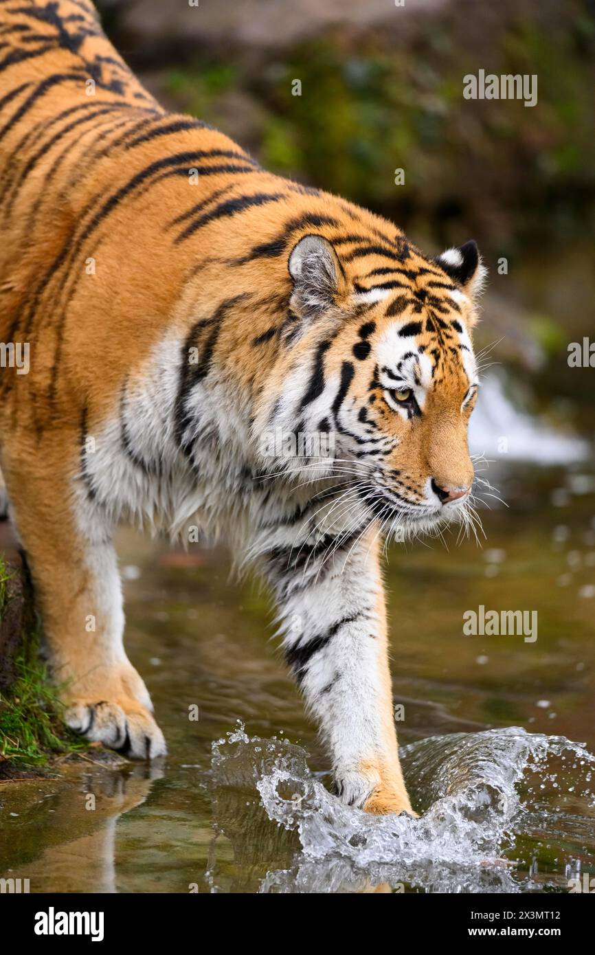 Siberian tiger or Amur tiger (Panthera tigris altaica) bathing in a ...