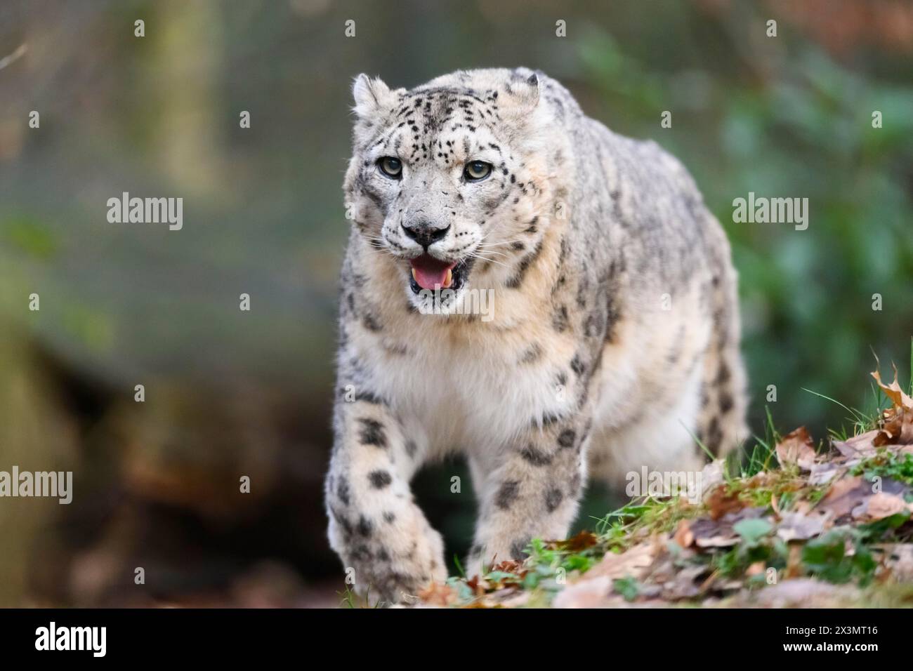 Snow leopard (Panthera uncia) sneaking through the forest, captive ...