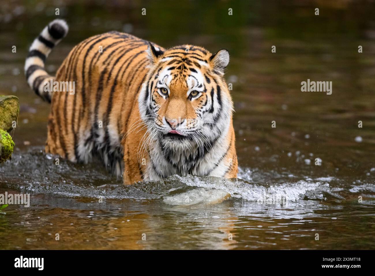 Siberian tiger or Amur tiger (Panthera tigris altaica) bathing in a ...