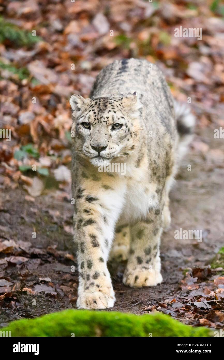 Snow leopard (Panthera uncia) sneaking through the forest, captive ...