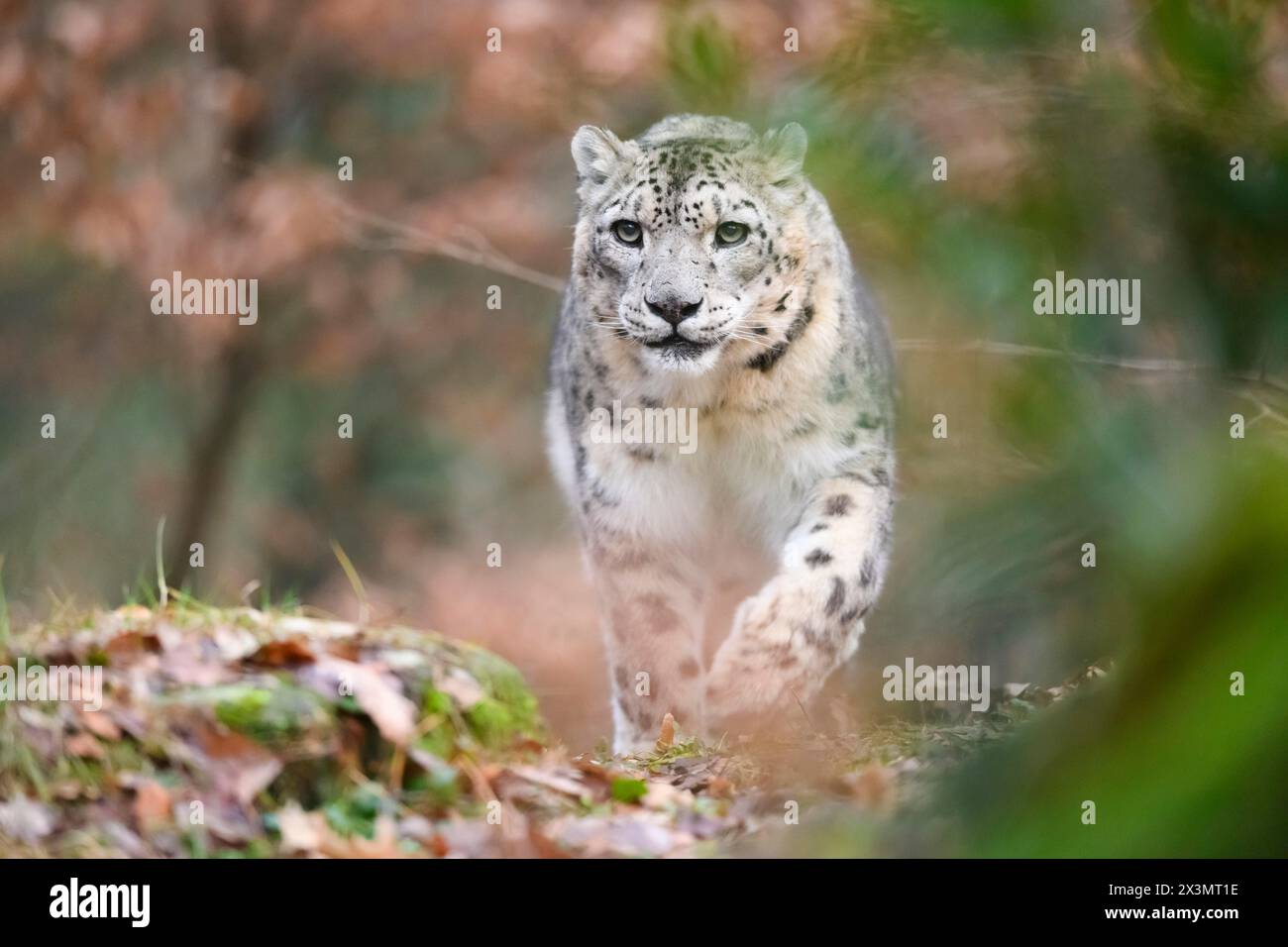 Snow leopard (Panthera uncia) sneaking through the forest, captive ...