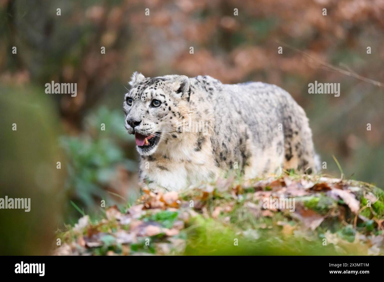 Snow leopard (Panthera uncia) sneaking through the forest, captive ...