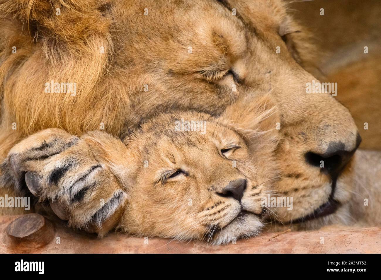 Sleeping Asiatic lion (Panthera leo persica) male cuddeling with a cute ...