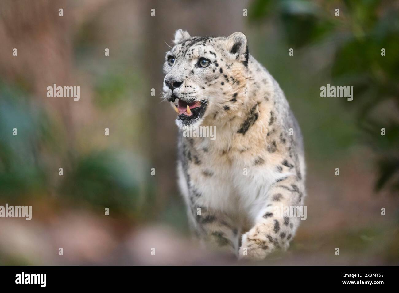 Snow leopard (Panthera uncia) sneaking through the forest, captive ...