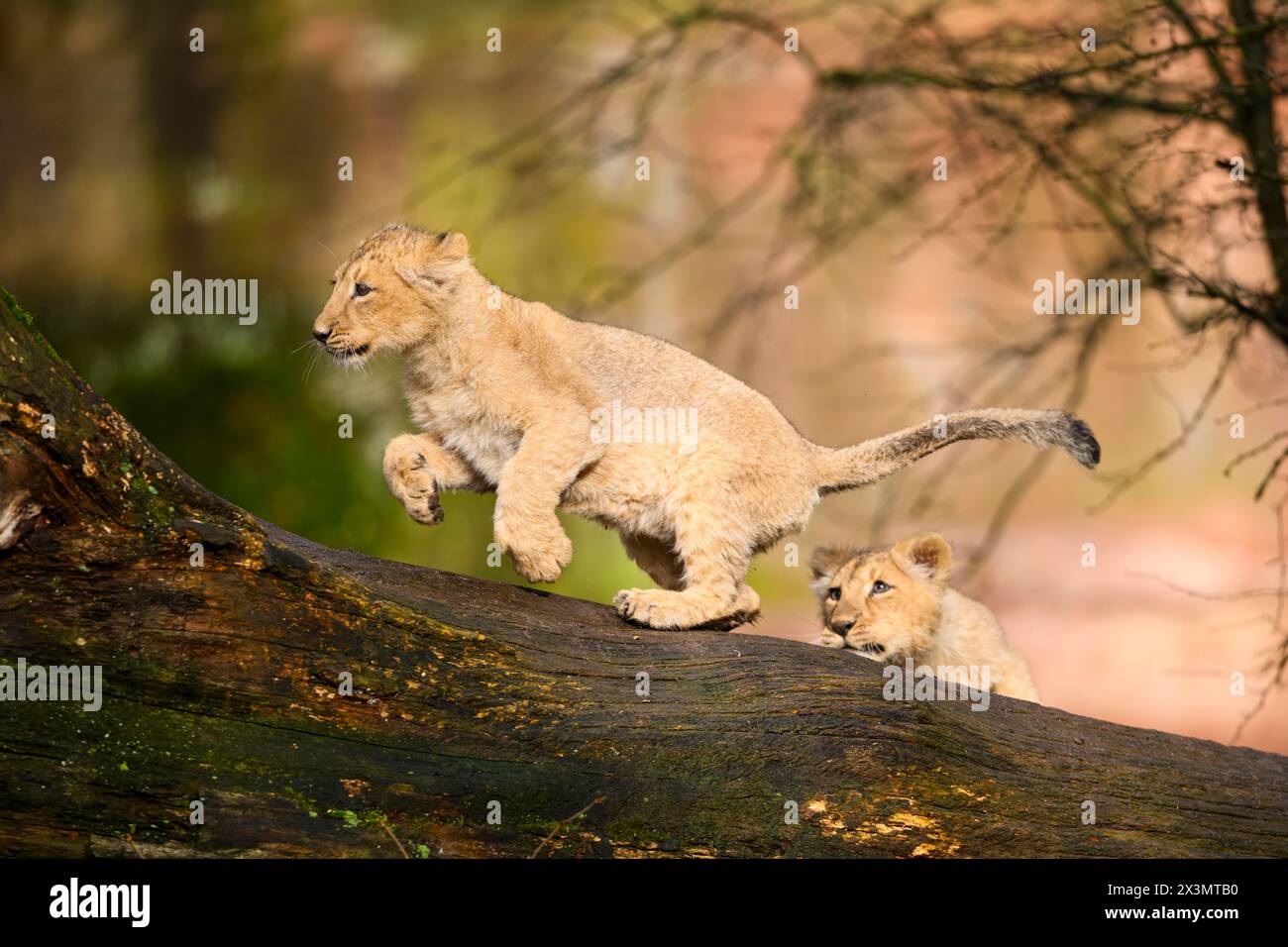 Lion cub running hi-res stock photography and images - Alamy