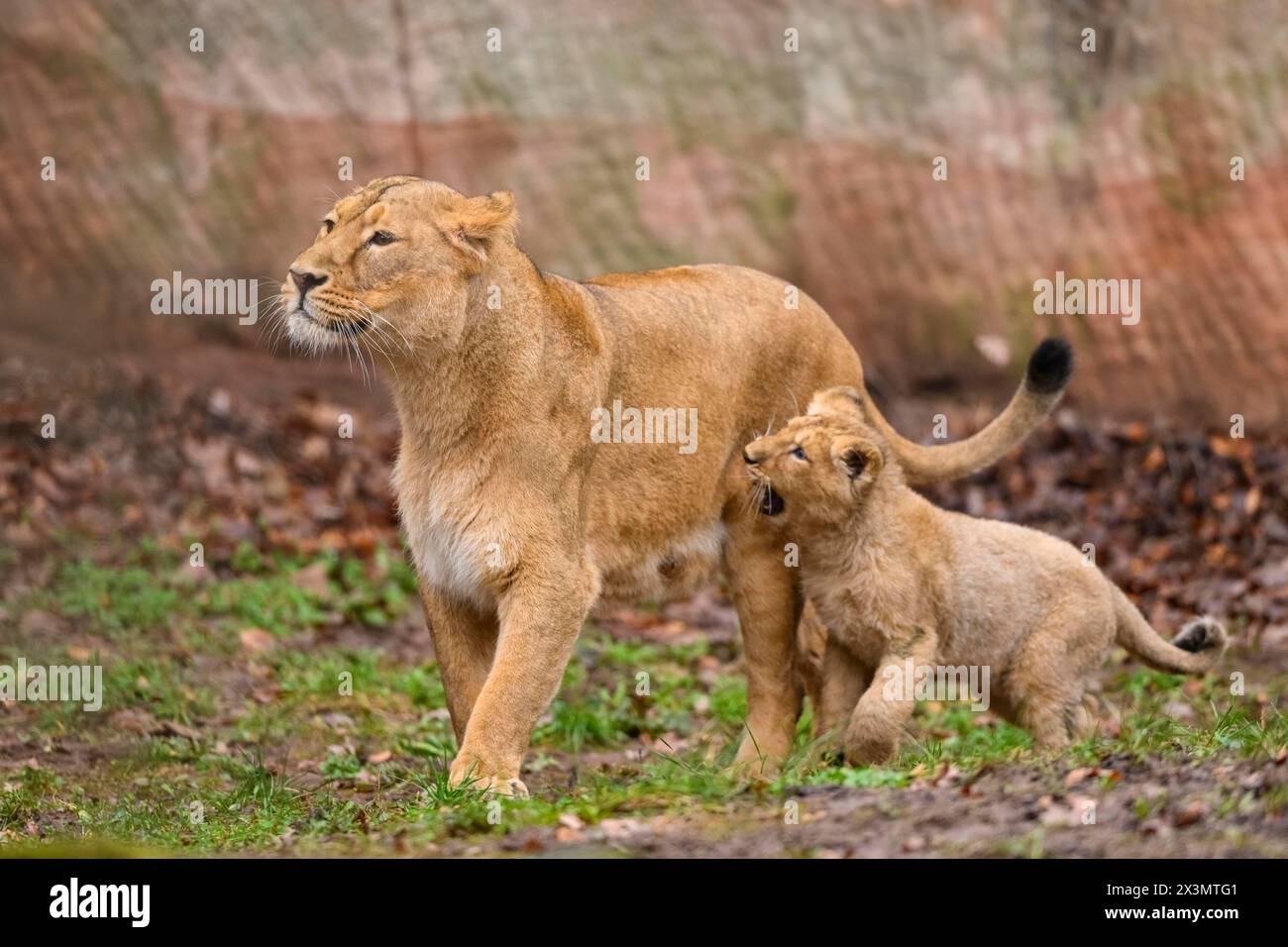 Asiatic lion (Panthera leo persica) lioness playing with her cub ...