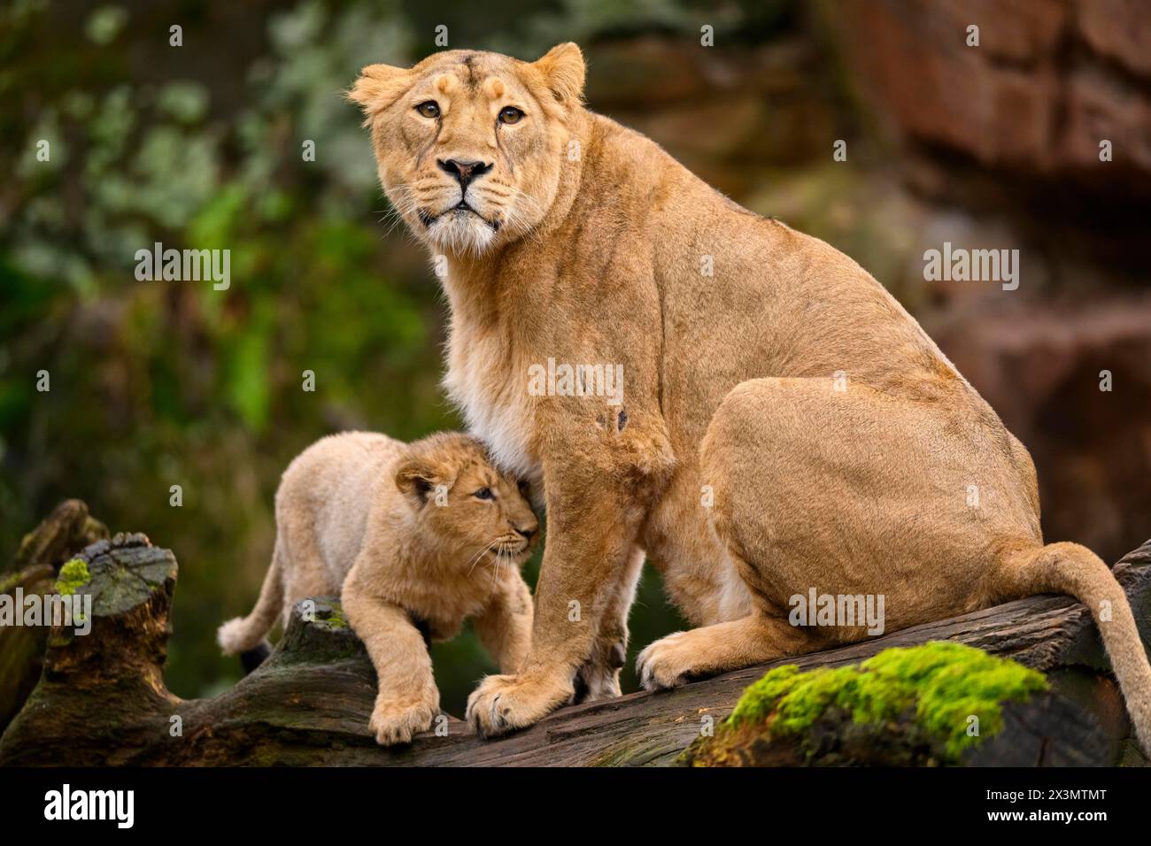 Asiatic lion (Panthera leo persica) lioness with her cub, captive ...
