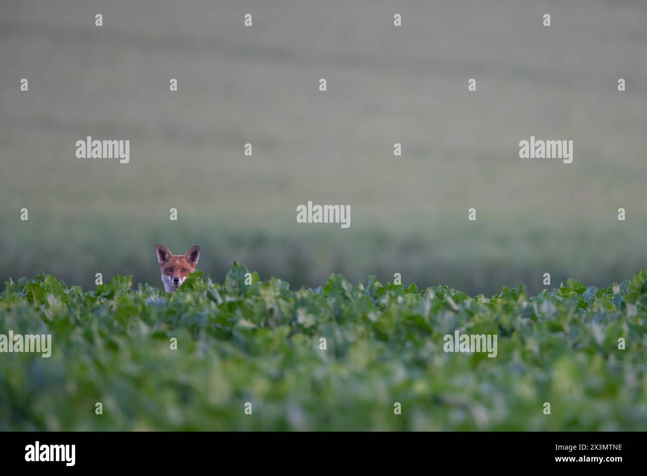 Red fox (Vulpes vulpes) adult animal standing in a farmland sugar beet ...