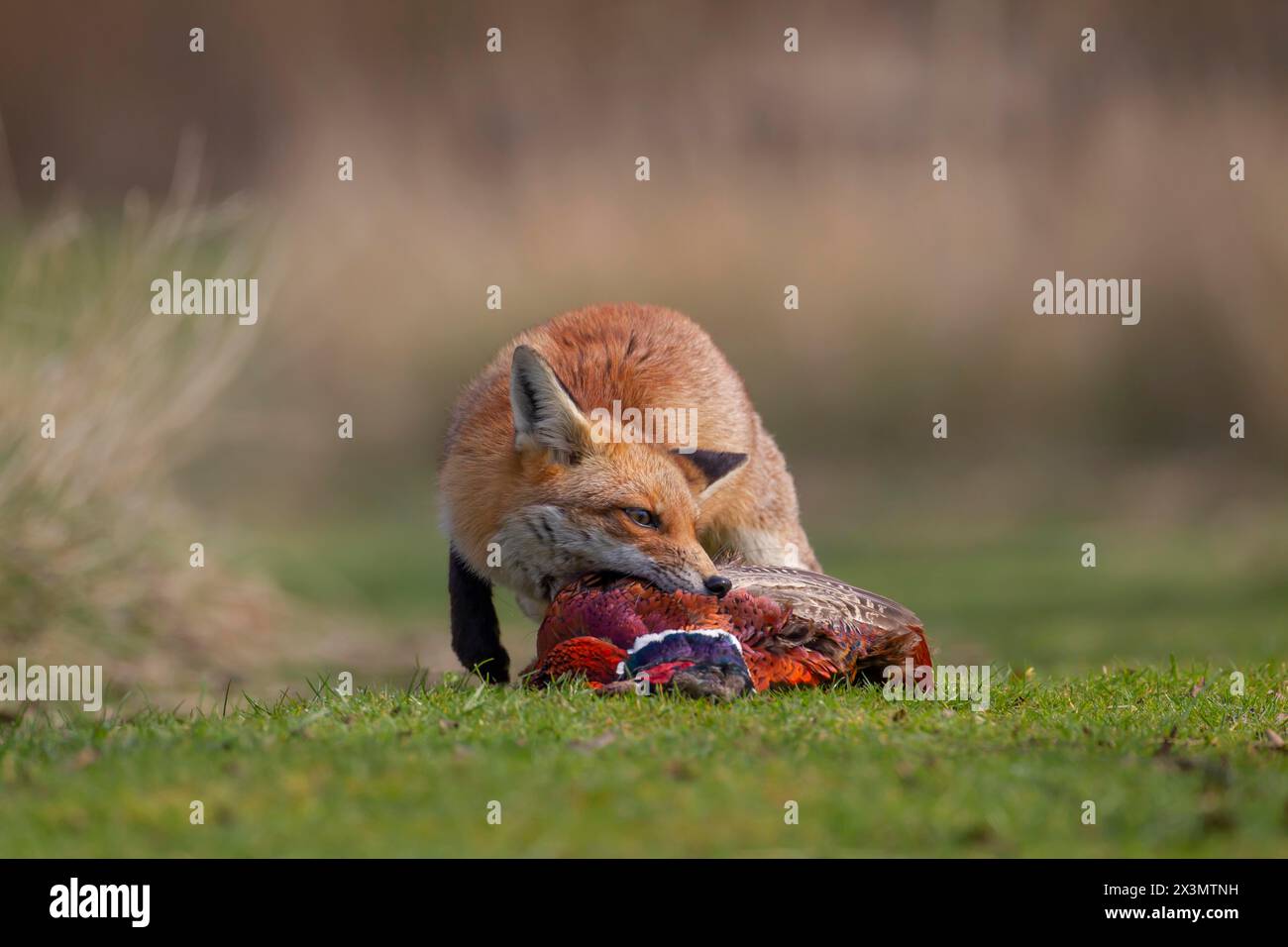 Red fox (Vulpes vulpes) adult animal feeding on a dead Common Pheasant ...