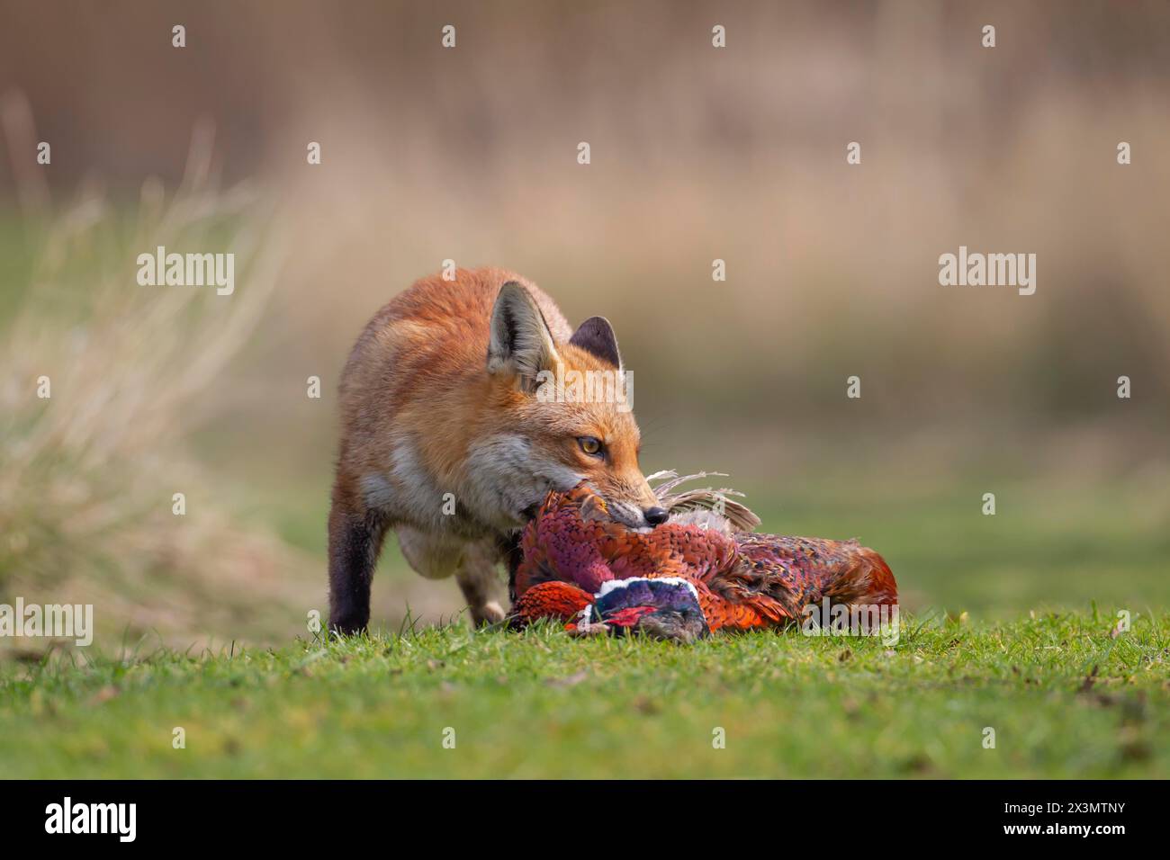 Fox and pheasant hi-res stock photography and images - Alamy