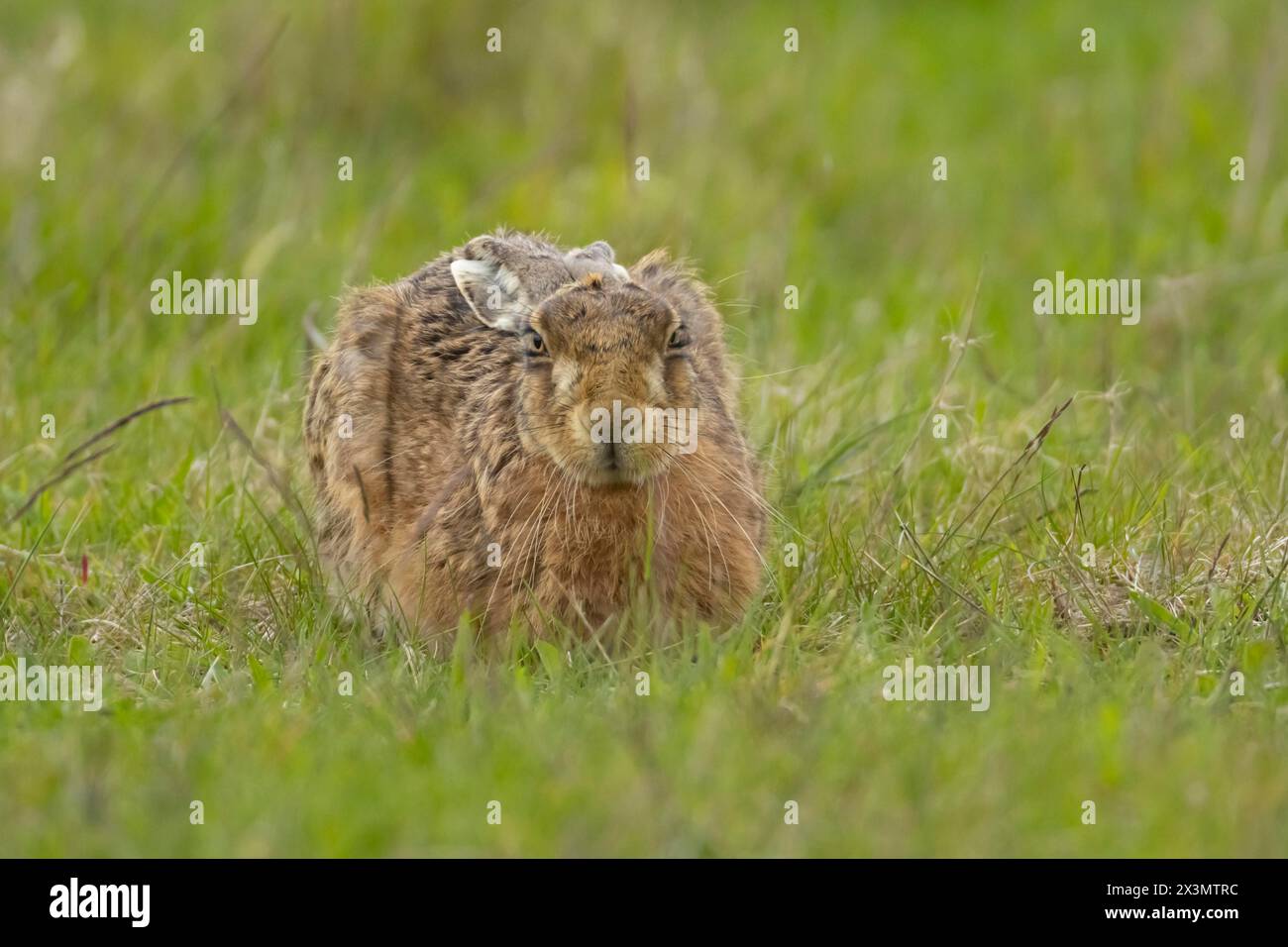 European brown hare (Lepus europaeus) adult animal resting in a grass ...