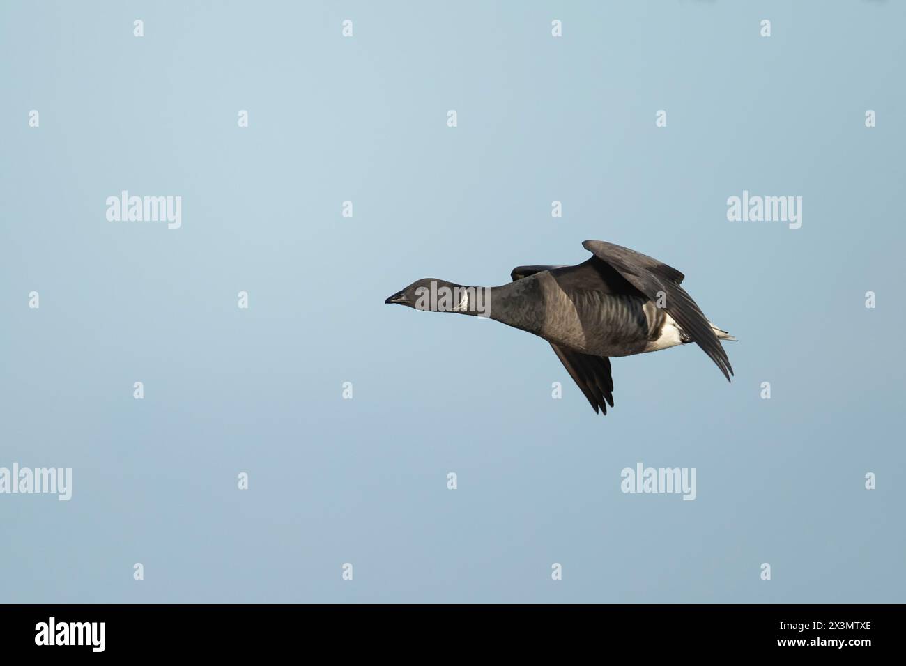 Brent goose (Branta bernicla) adult bird in flight, England, United ...