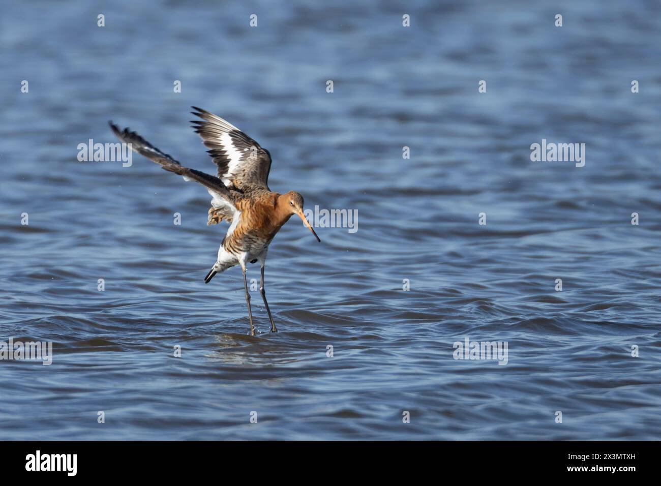 Black tailed godwit (Limosa limosa) adult male bird in summer plumage ...