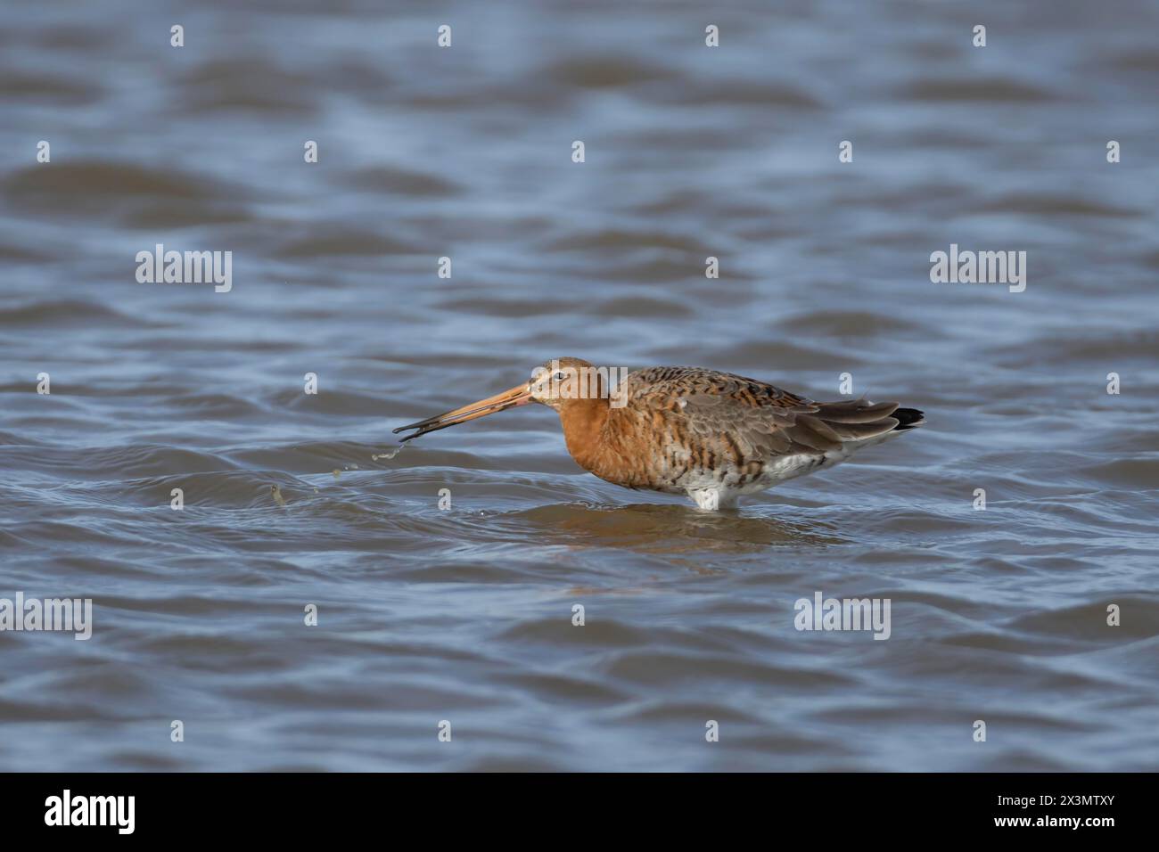 Black tailed godwit (Limosa limosa) adult male bird in summer plumage ...