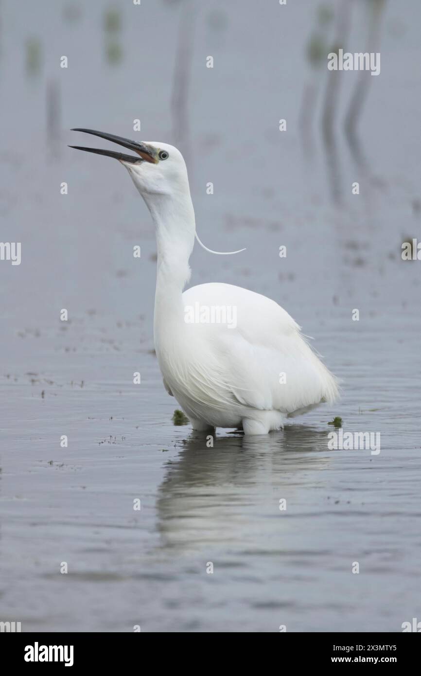 Little egret (Egretta garzetta) adult bird swallowing a fish in a lake ...