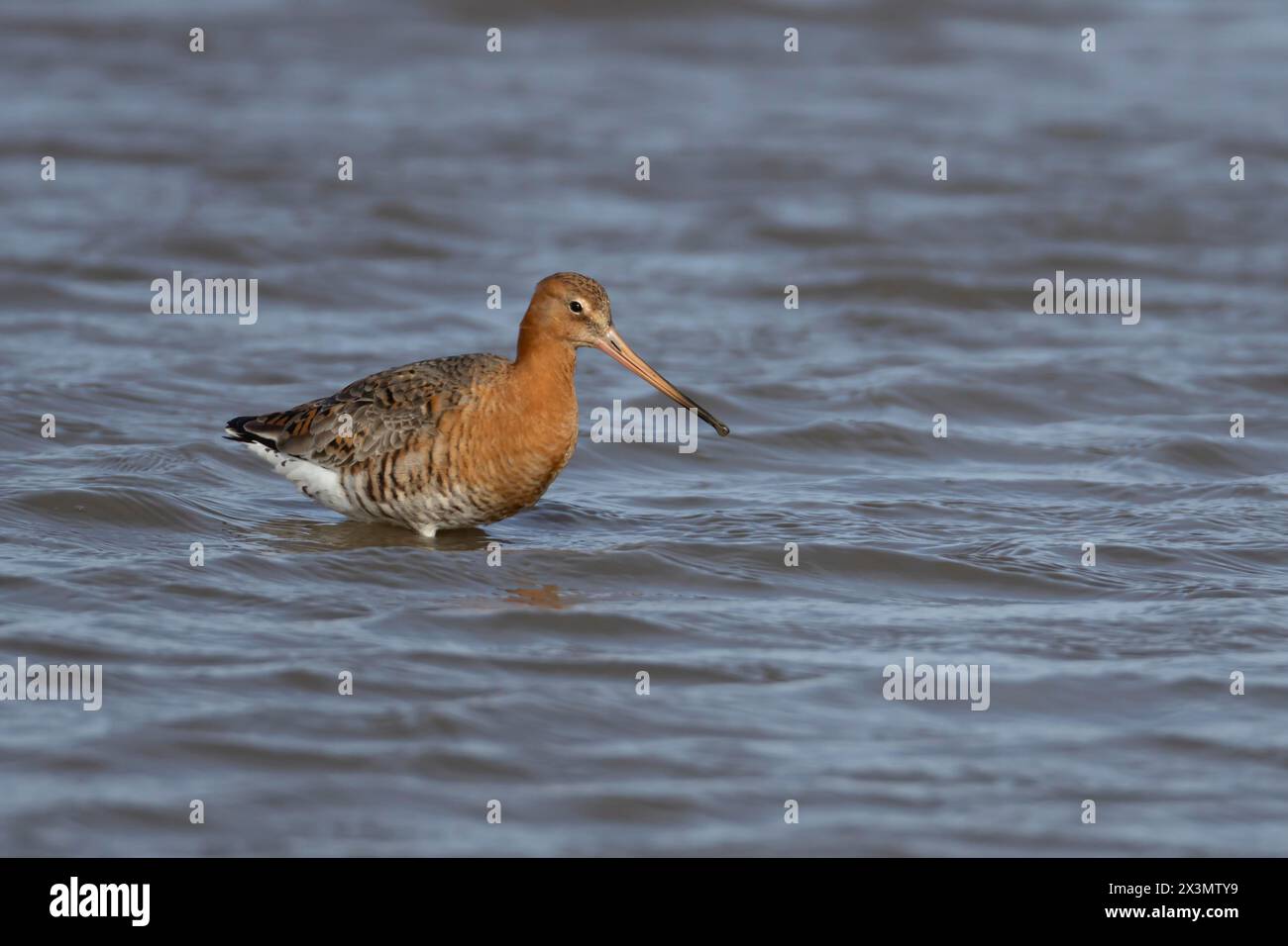 Black tailed godwit (Limosa limosa) adult male bird in summer plumage ...