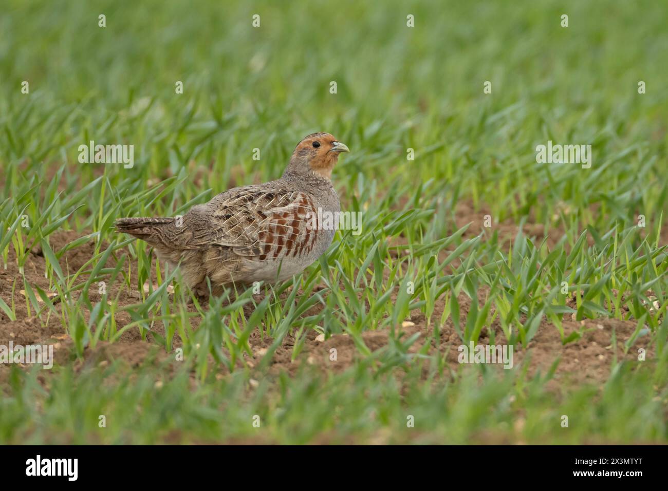 Grey or English partridge (Perdix perdix) adult bird in a farmland ...