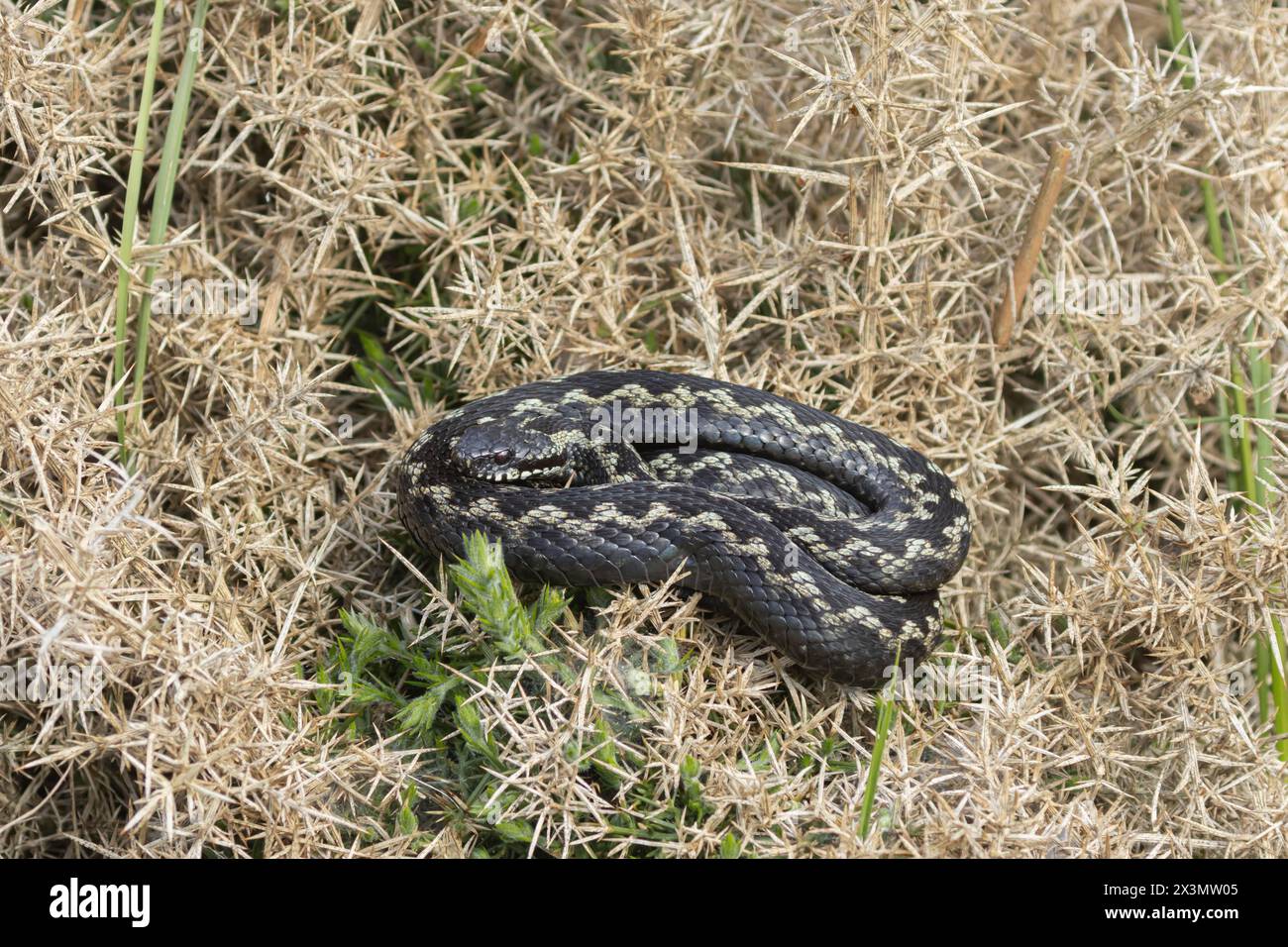 European adder (Vipera berus) adult snake basking on a gorse bush ...