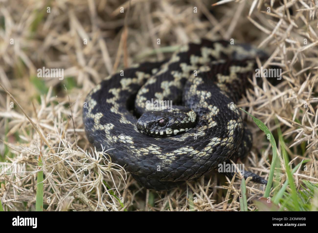 European adder (Vipera berus) adult snake basking in a gorse bush ...