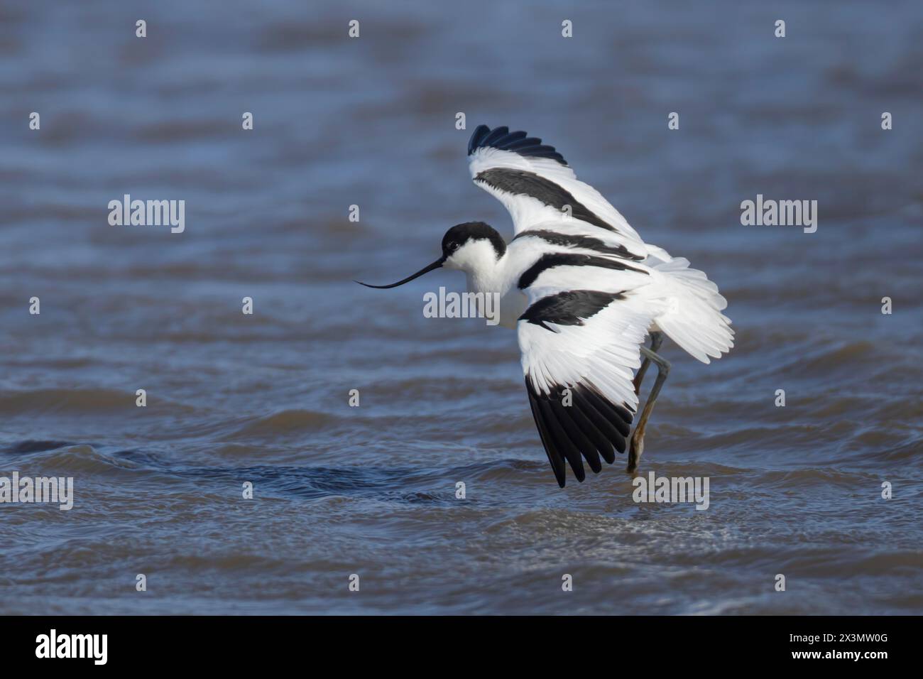 Pied avocet (Recurvirostra avosetta) adult bird landing in a lagoon ...