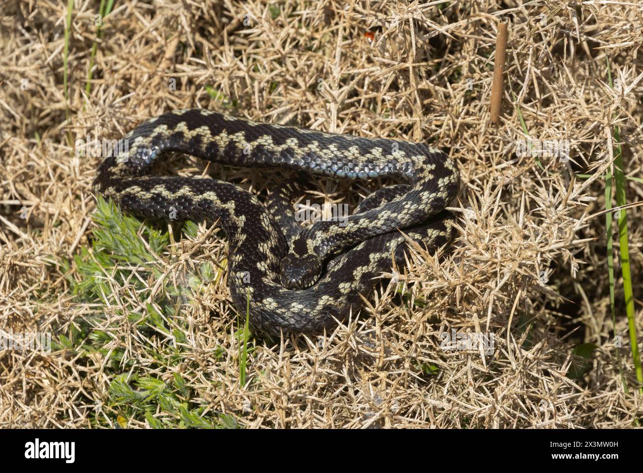 European adder (Vipera berus) adult snake basking in a gorse bush ...