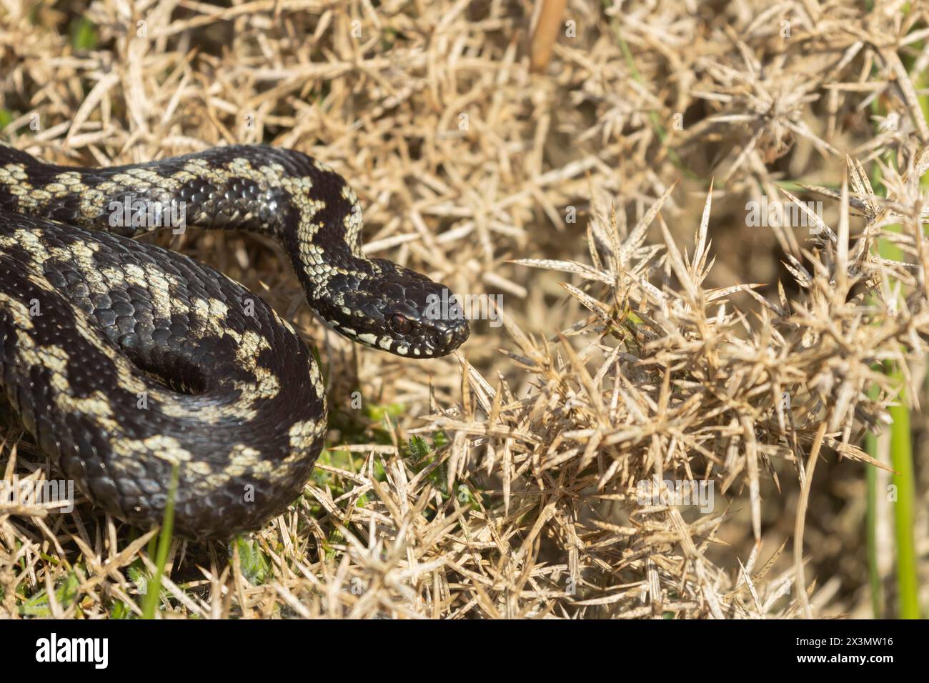 European adder (Vipera berus) adult snake basking on a gorse bush ...