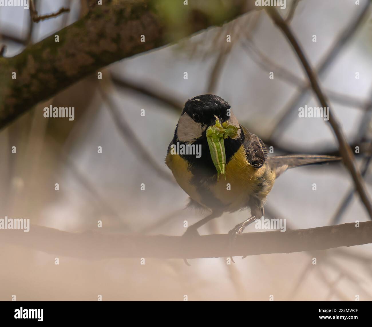 Great tit bird carrying food to its chicks nesting in an earthen water ...
