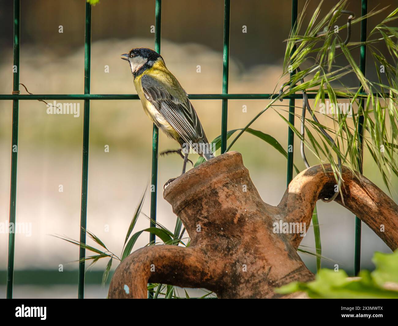 Great tit bird carrying food to its chicks nesting in an earthen water ...