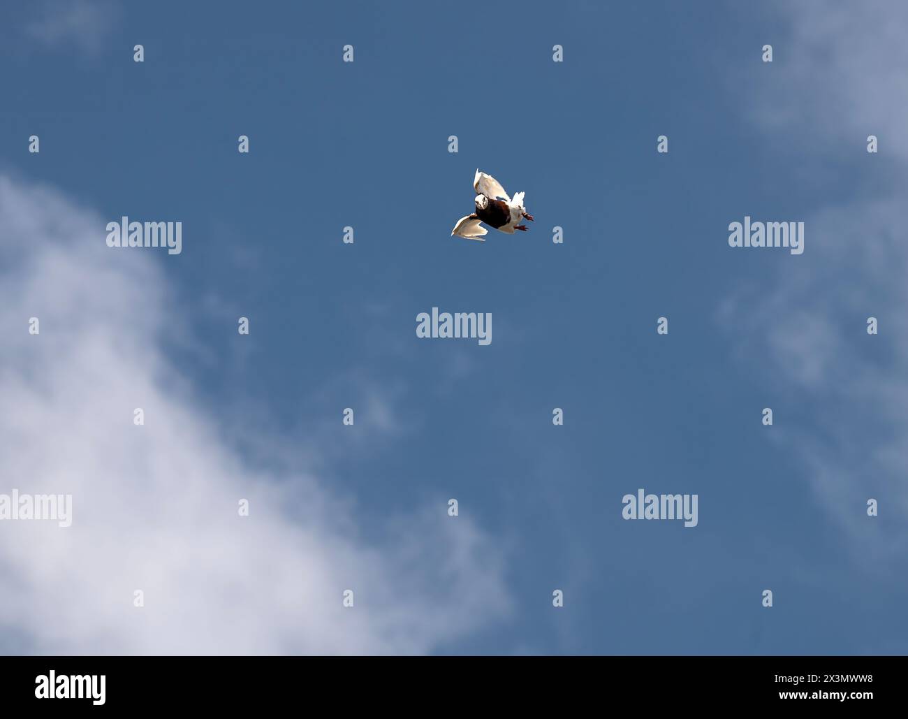 Descending dove hi-res stock photography and images - Alamy