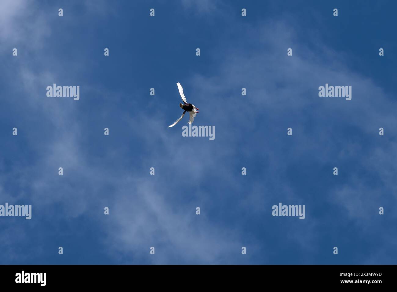 Descending dove hi-res stock photography and images - Alamy