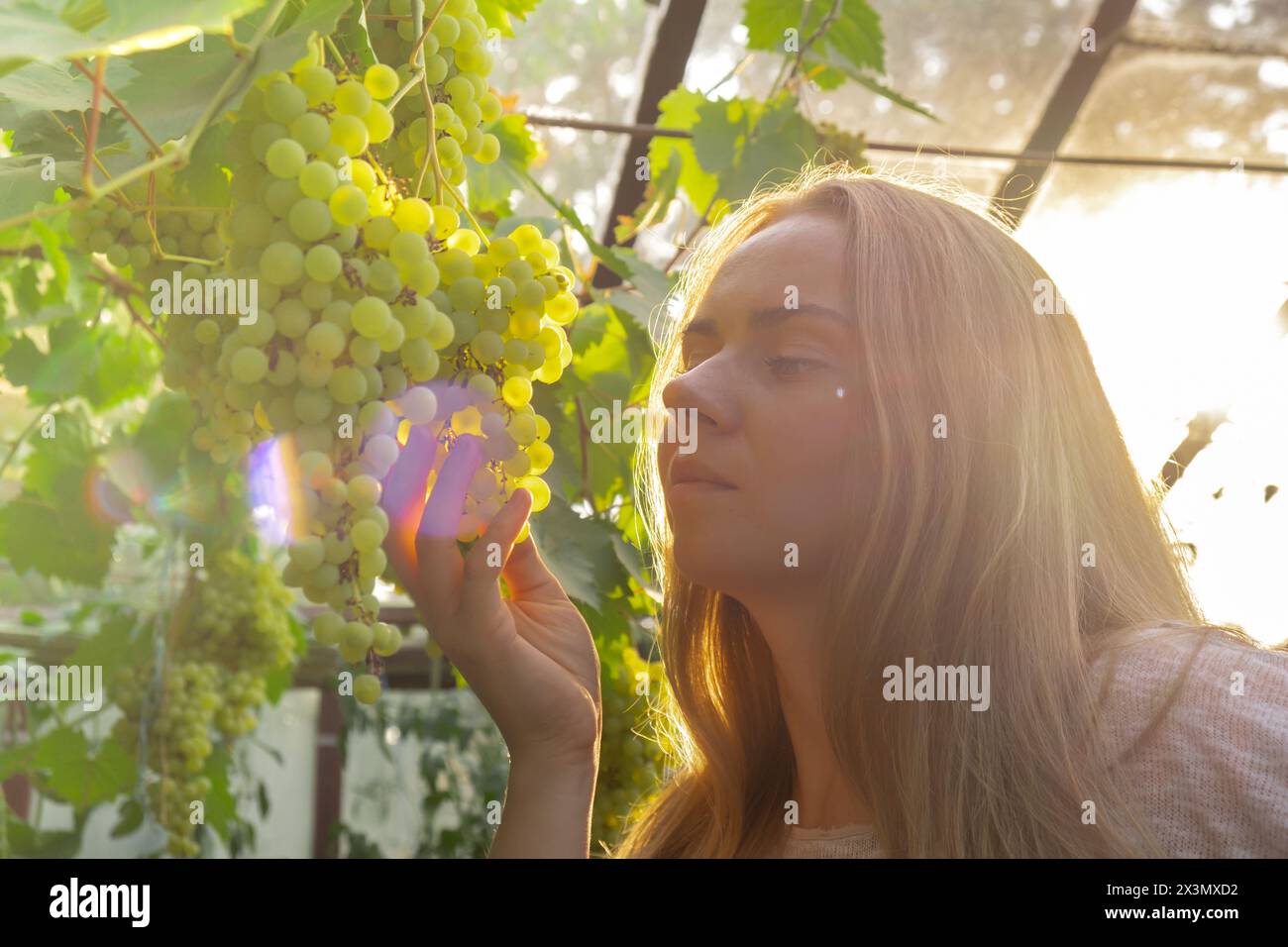 Farm worker harvesting green grapes in outdoor vineyards. Concept of healthy eating homegrown ...