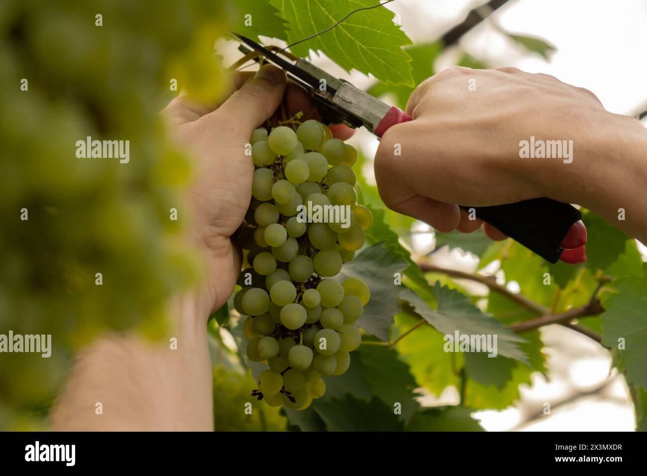 Farm worker harvesting green grapes in outdoor vineyards. Concept of healthy eating homegrown ...