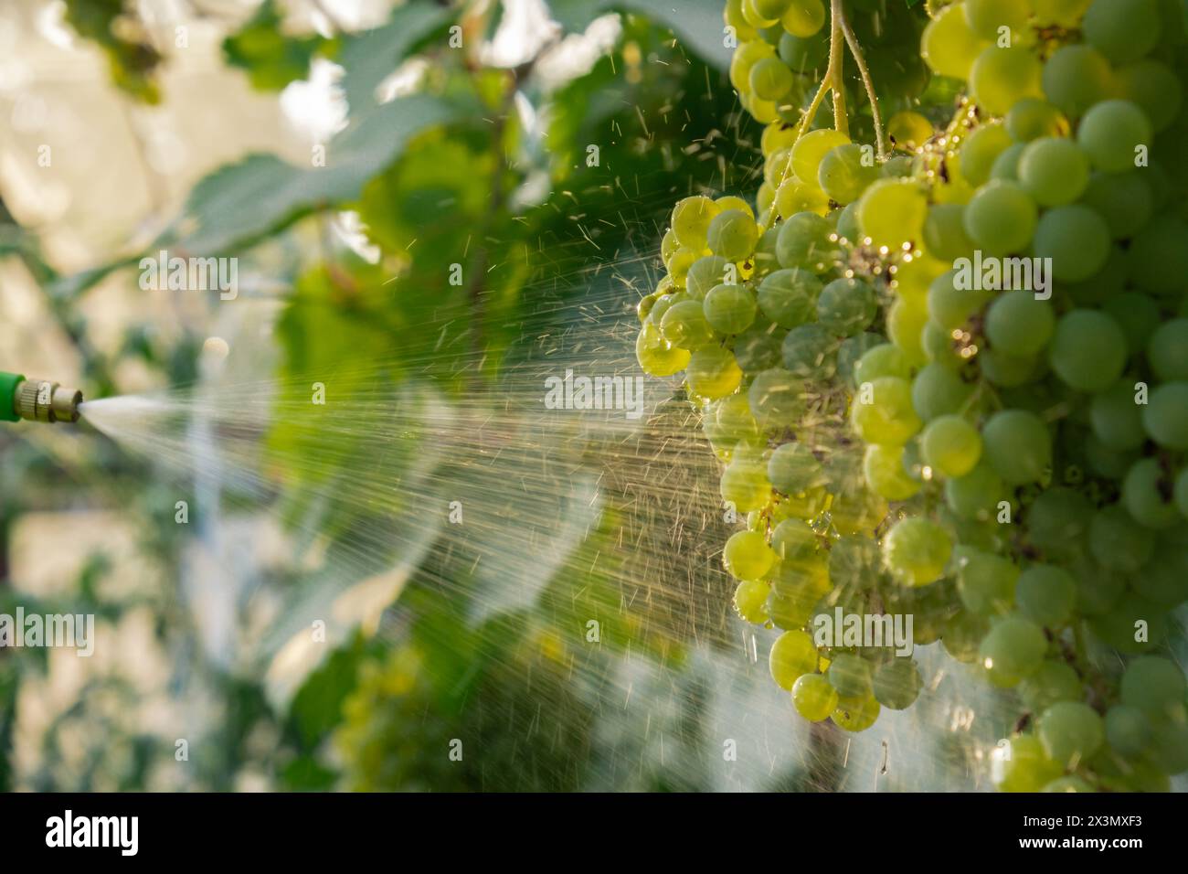 Close up of spraying insecticides and pesticides grape in vineyard open ...