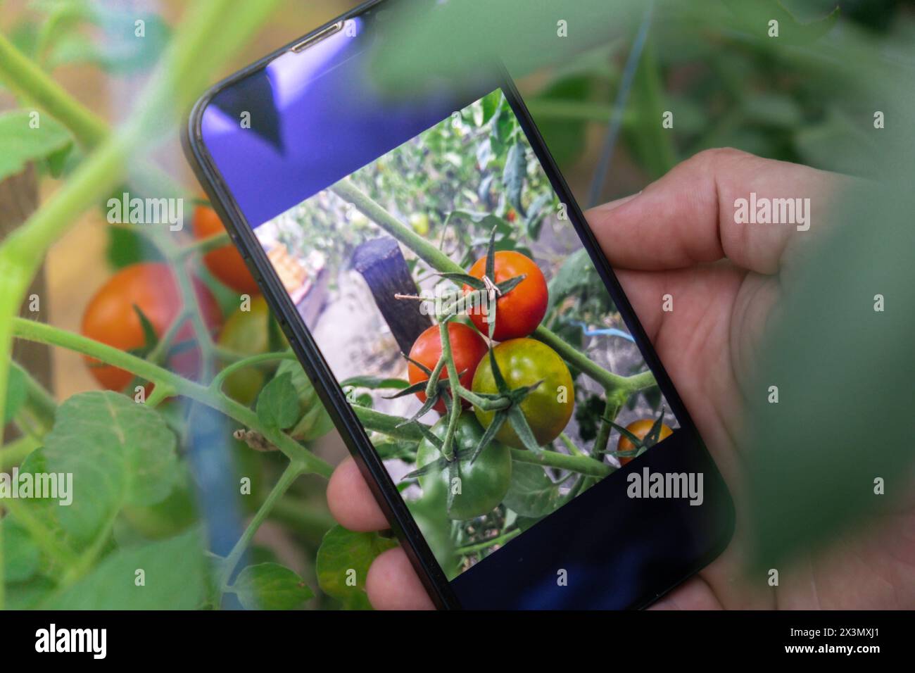 Farmer using smart phone for monitoring property of soil in garden ...