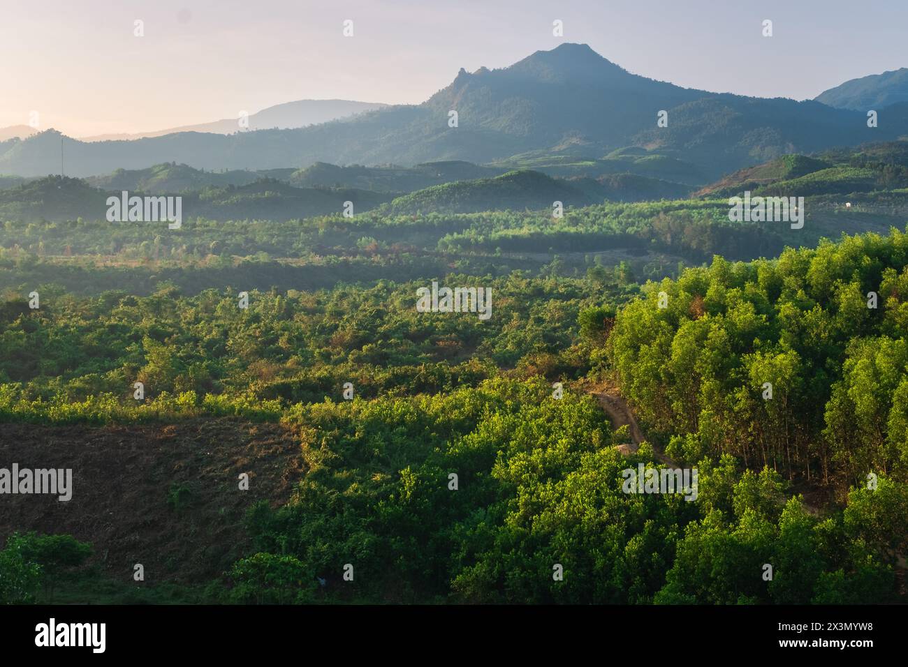 Aerial top view forest tree, Rainforest ecosystem and healthy ...