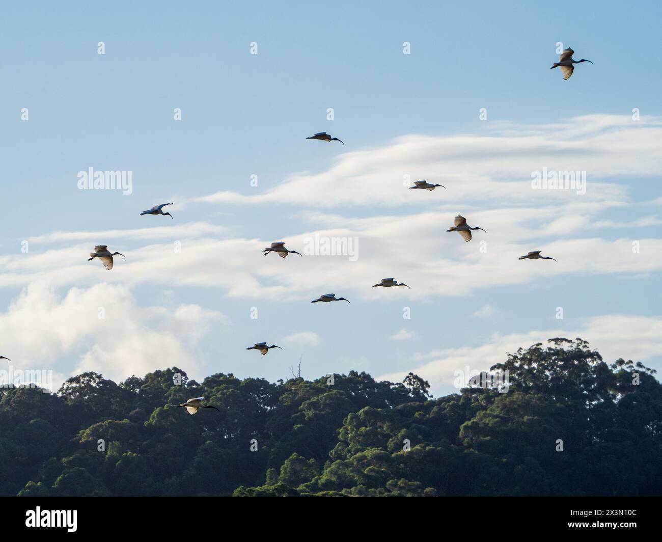 A flock of Ibis birds in flight, flying across the cloudy blue sky ...