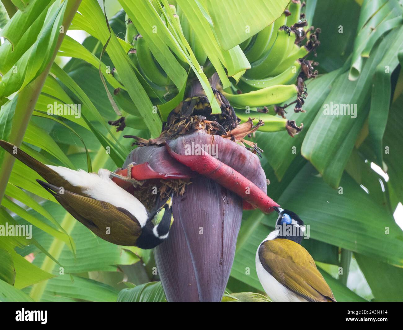 Banana-birds feeding on nectar from banana tree flowers, fruiting ...