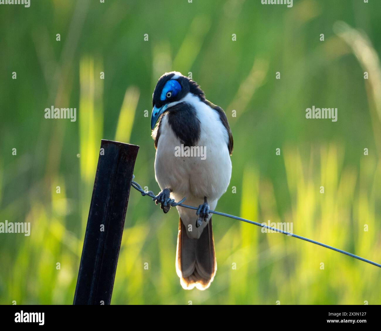 Australian large honeyeater hi-res stock photography and images - Alamy