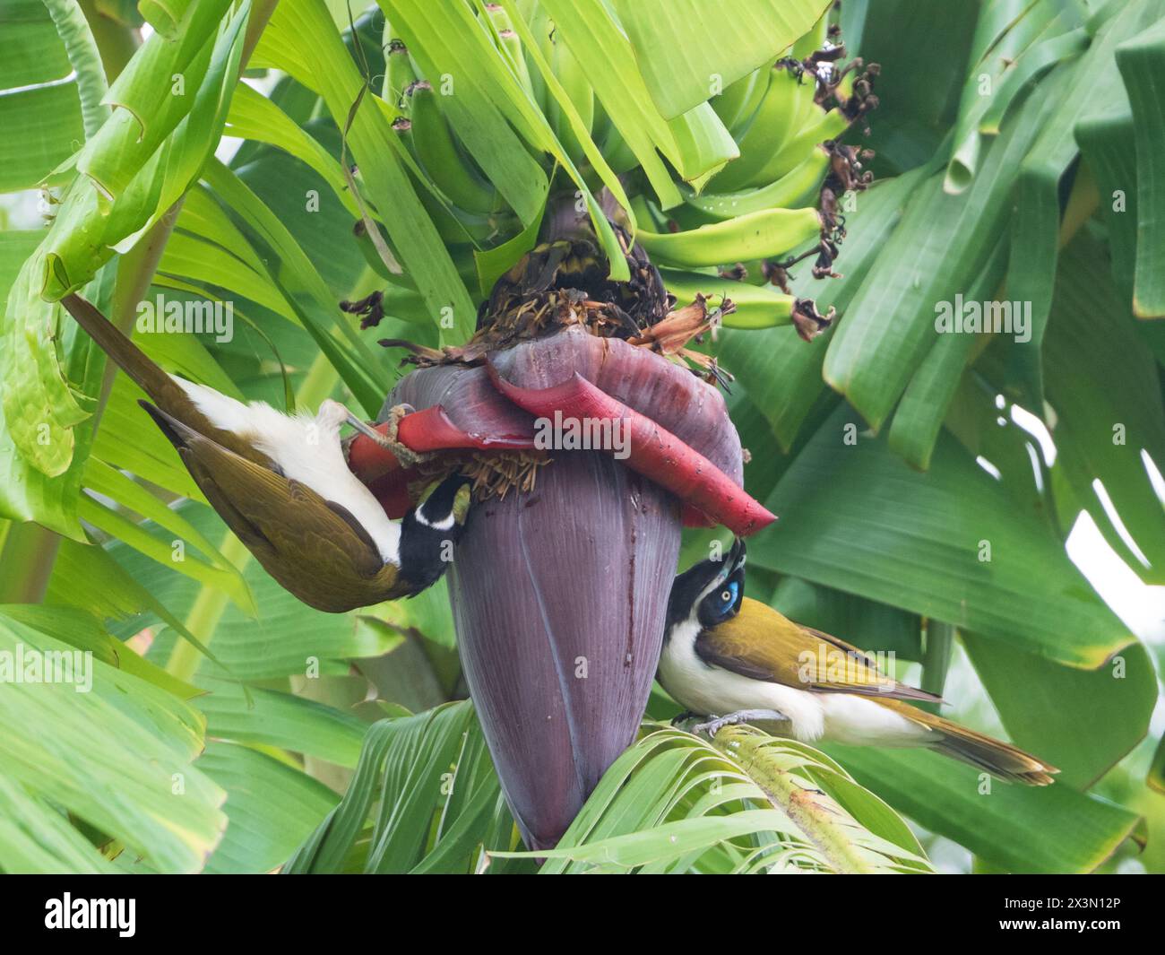 Banana-birds feeding on nectar from banana tree flowers, fruiting ...