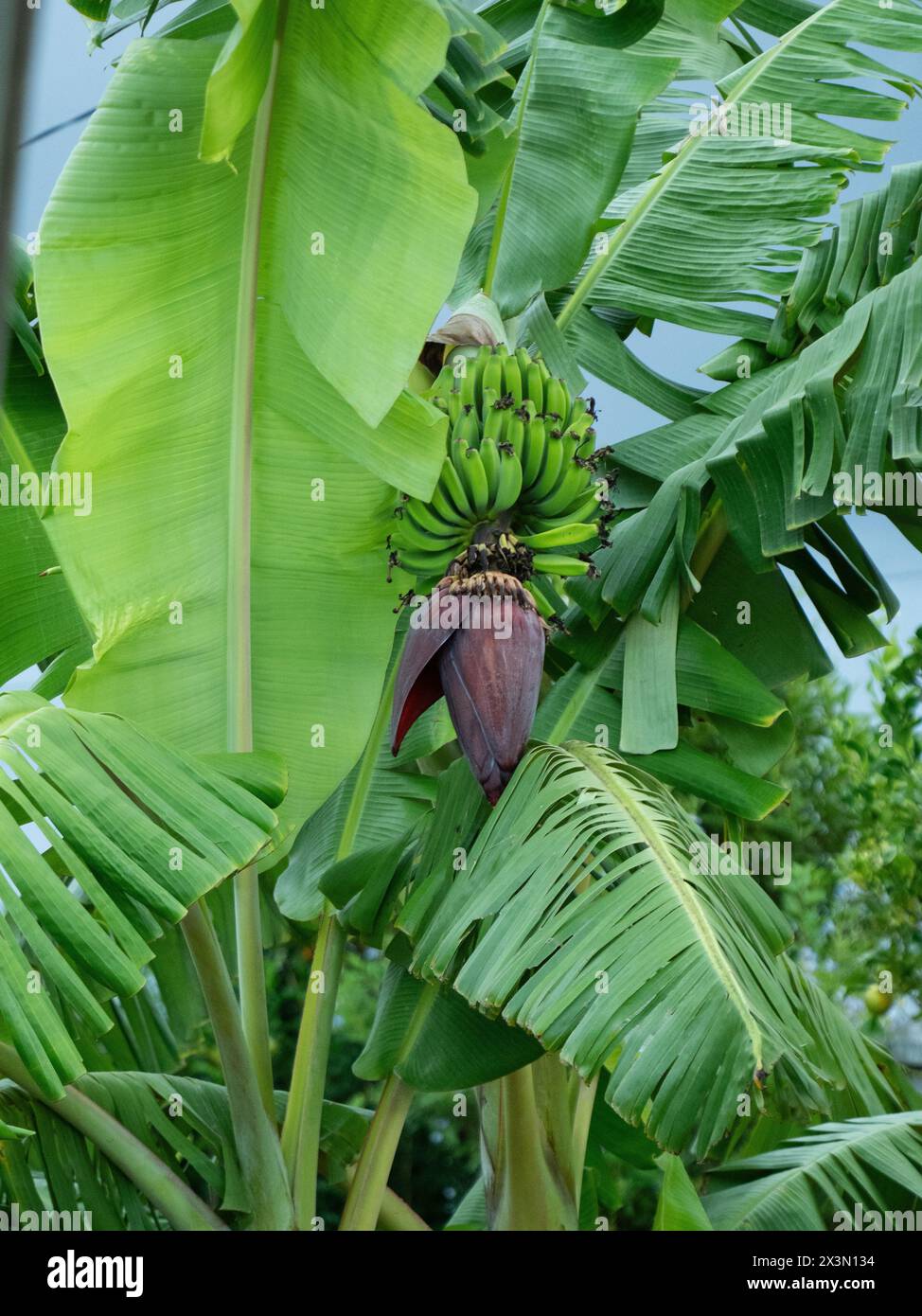 A bunch of Lady Finger Bananas growing on a tree in subtropical NSW ...