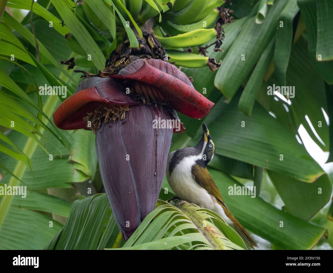 Banana-bird feeding on nectar from banana tree flowers, fruiting, green ...