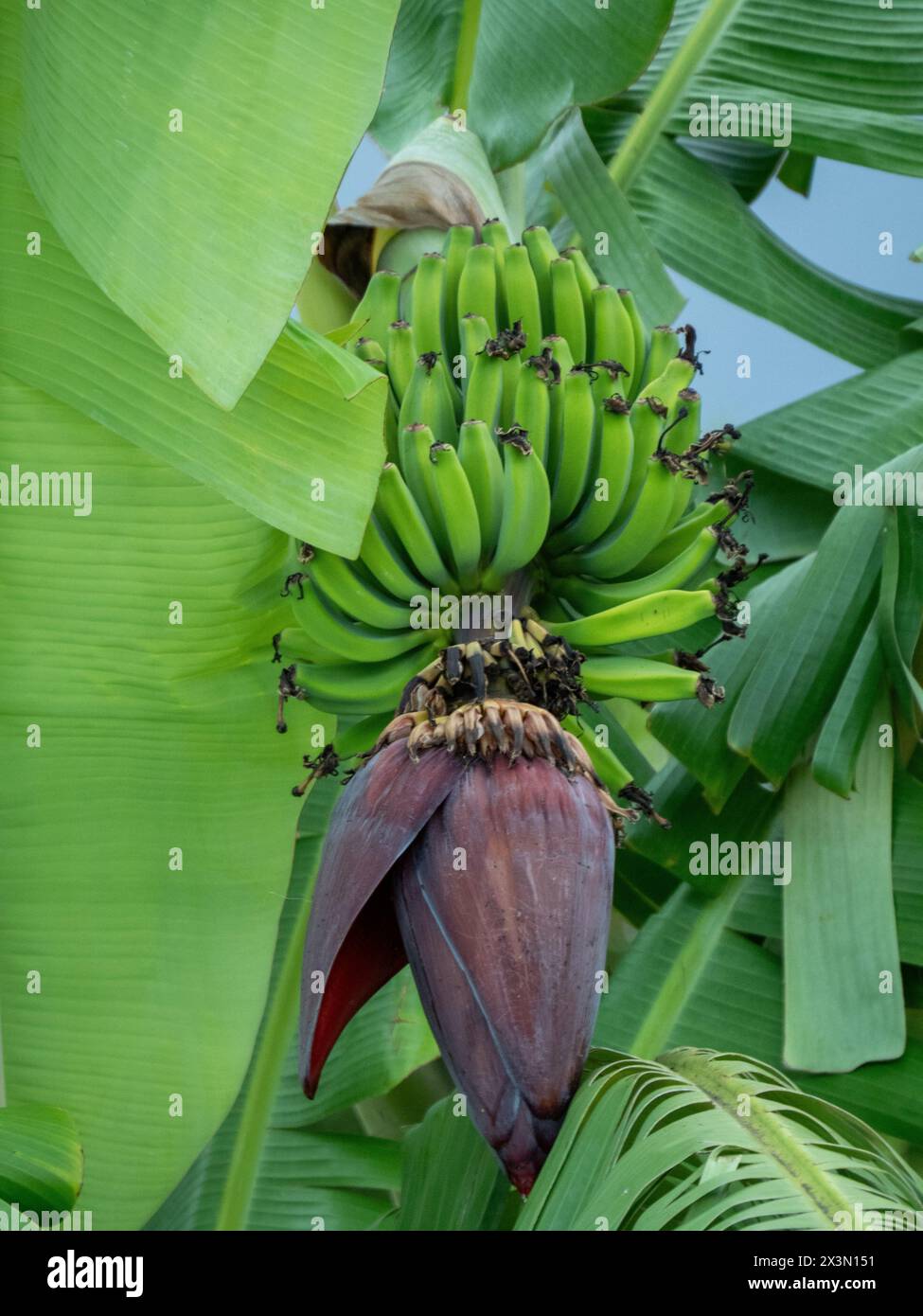A bunch of Lady Finger Bananas growing on a tree in subtropical NSW ...